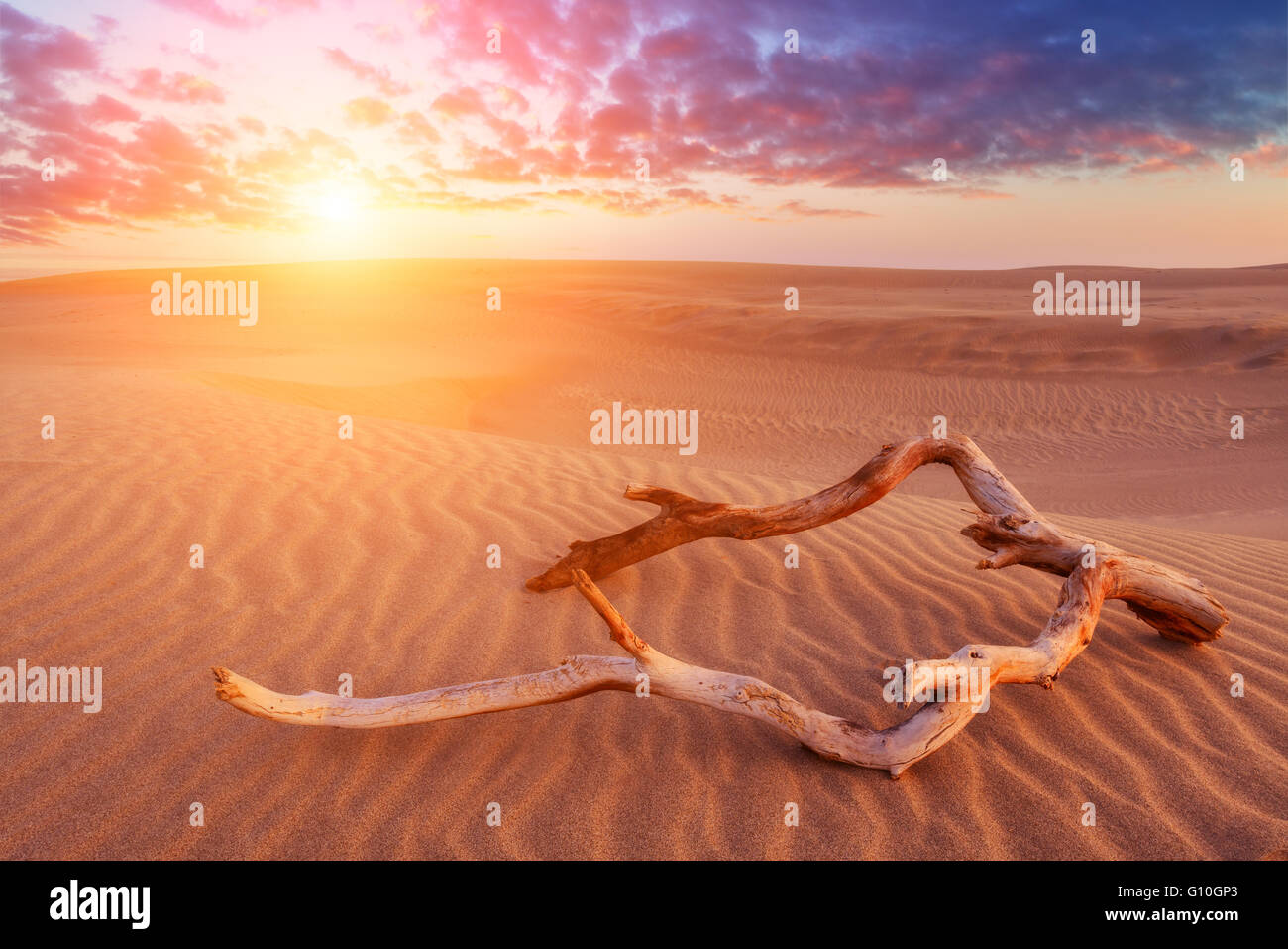Landscape in sahara desert sunset hi-res stock photography and images ...