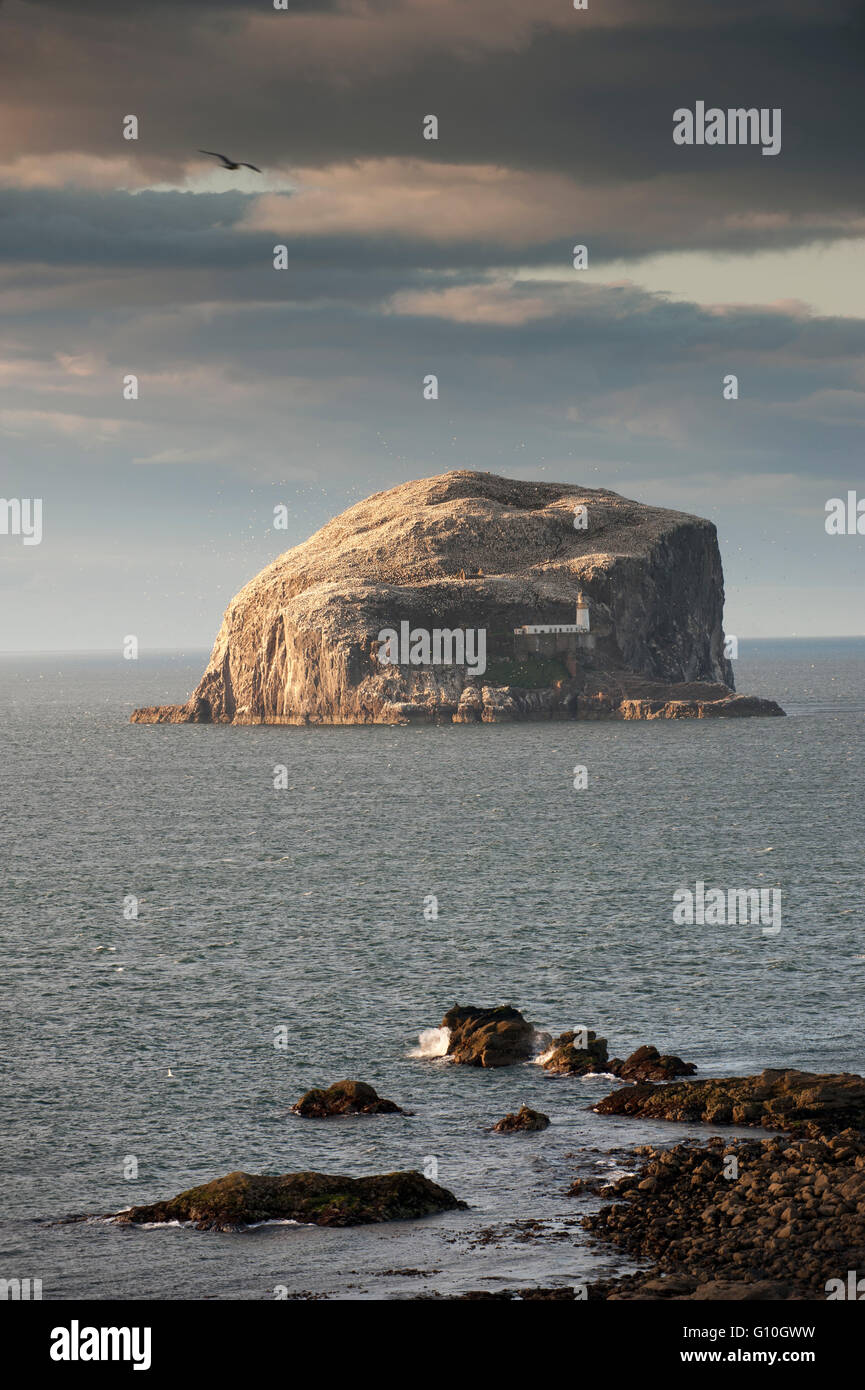 Bass Rock in the Firth of Forth, East Lothian, Scotland, UK Stock Photo ...