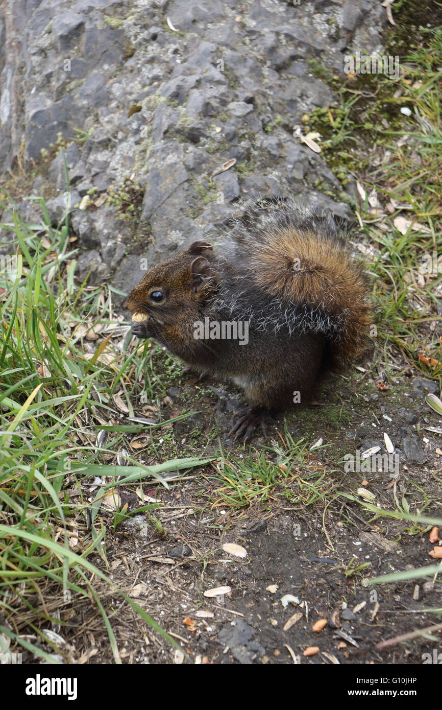 Mountain Squirrel that lives 3099 meters above sea level Stock Photo ...