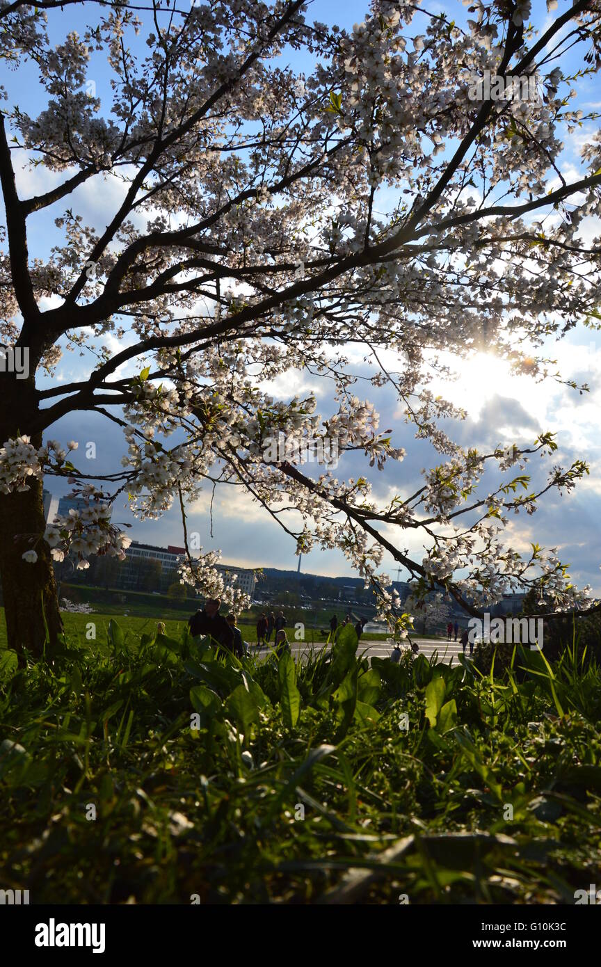 Cherry try from grass level Stock Photo - Alamy