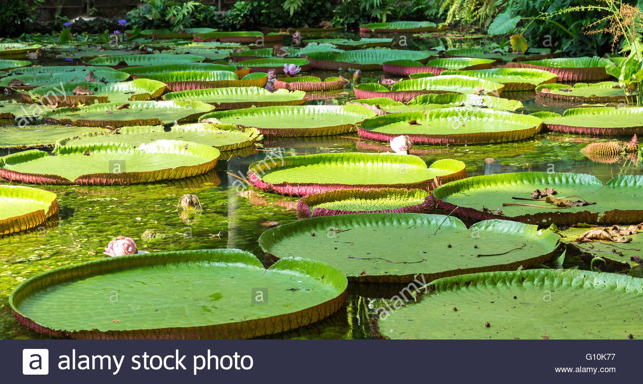 Victoria Regia Pantanal Brazil Stock Photos & Victoria Regia Pantanal ...