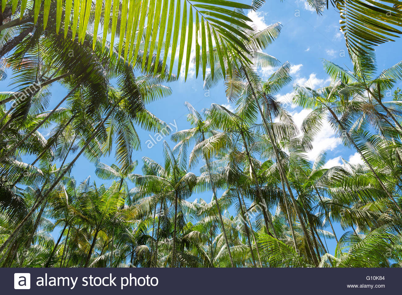 Acai Palm Tree Stock Photos & Acai Palm Tree Stock Images - Alamy