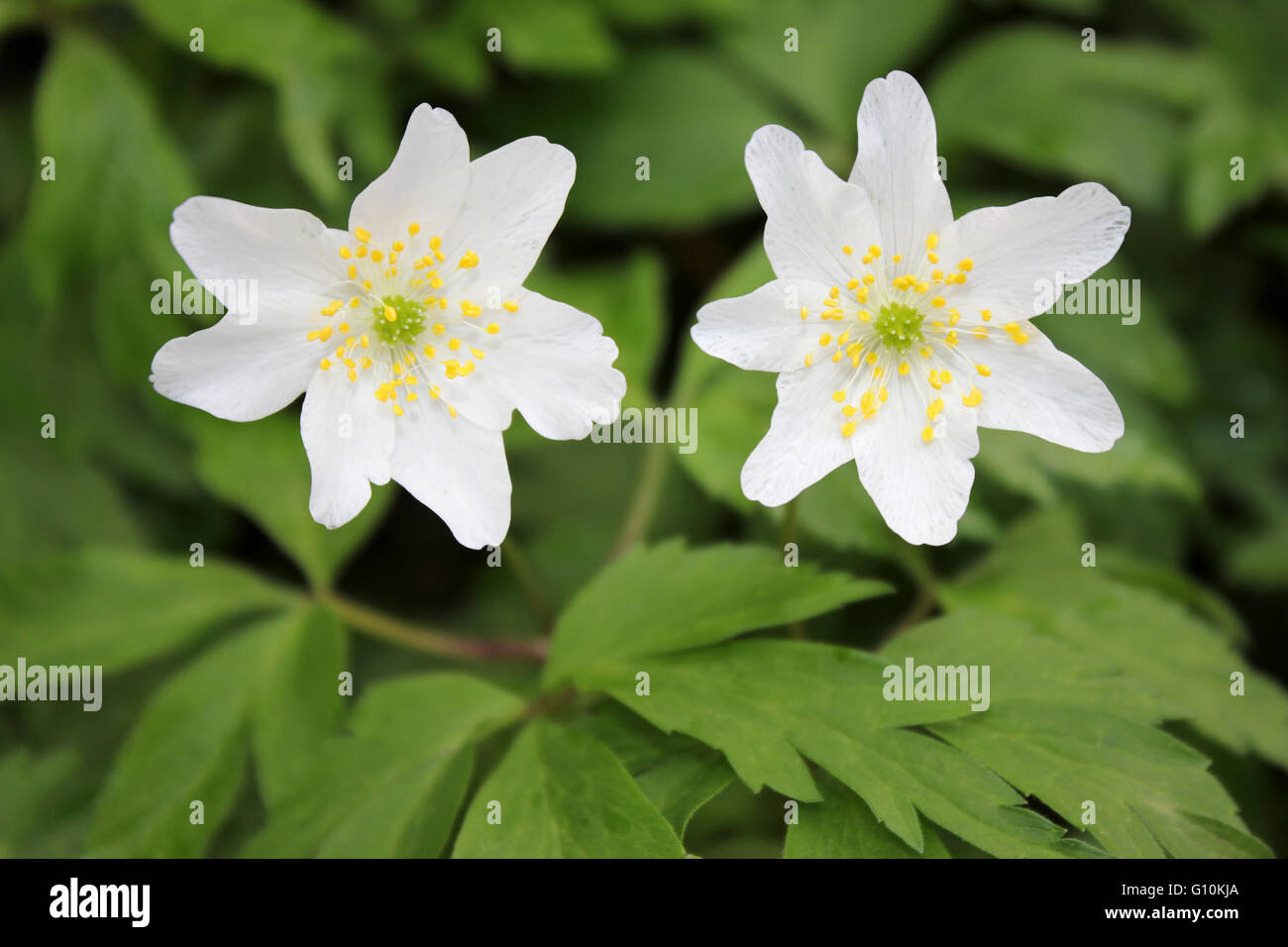 Anemones uk hi-res stock photography and images - Alamy