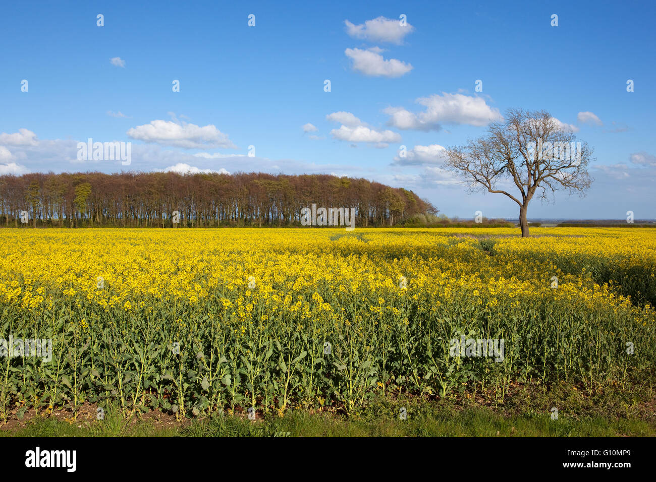 A yellow flowering oilseed rape crop with a woodland copse and a lone ...