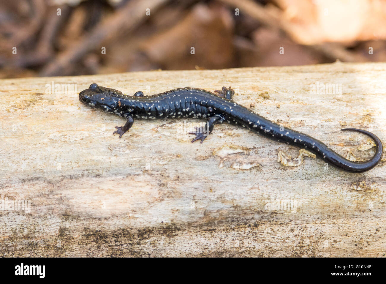 Slimy lizard hi-res stock photography and images - Alamy