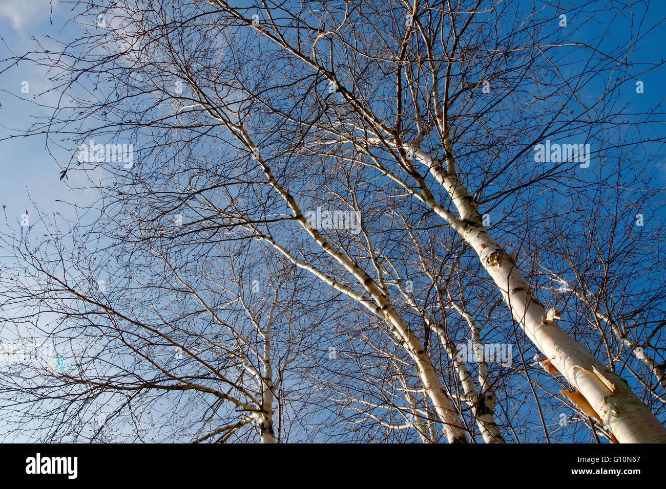 Birch trees in winter hi-res stock photography and images - Alamy
