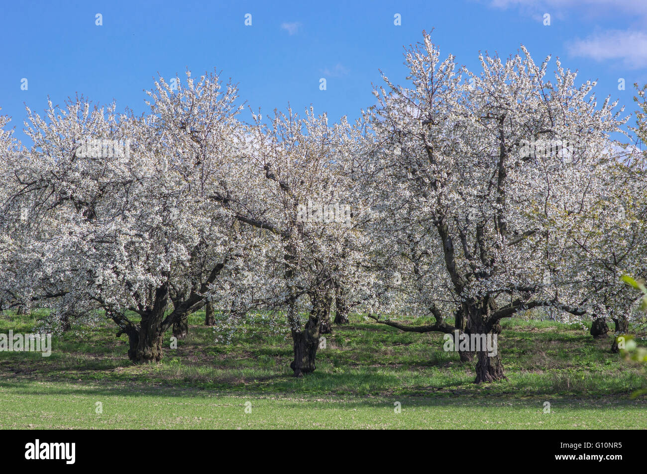 Blooming cherry trees orchard spring sunny sky Stock Photo - Alamy