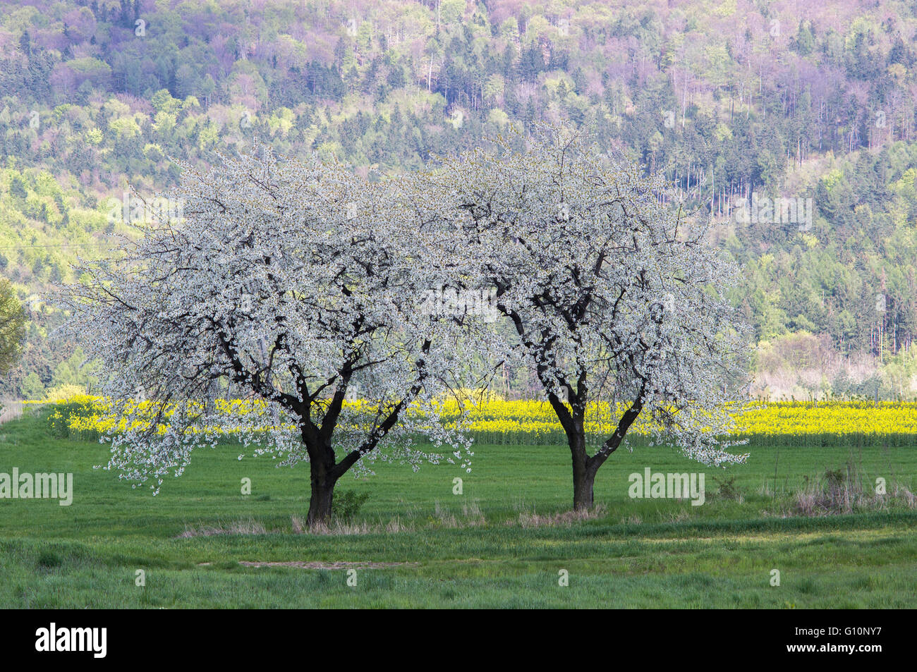 Blooming two cherry trees in the spring Stock Photo - Alamy