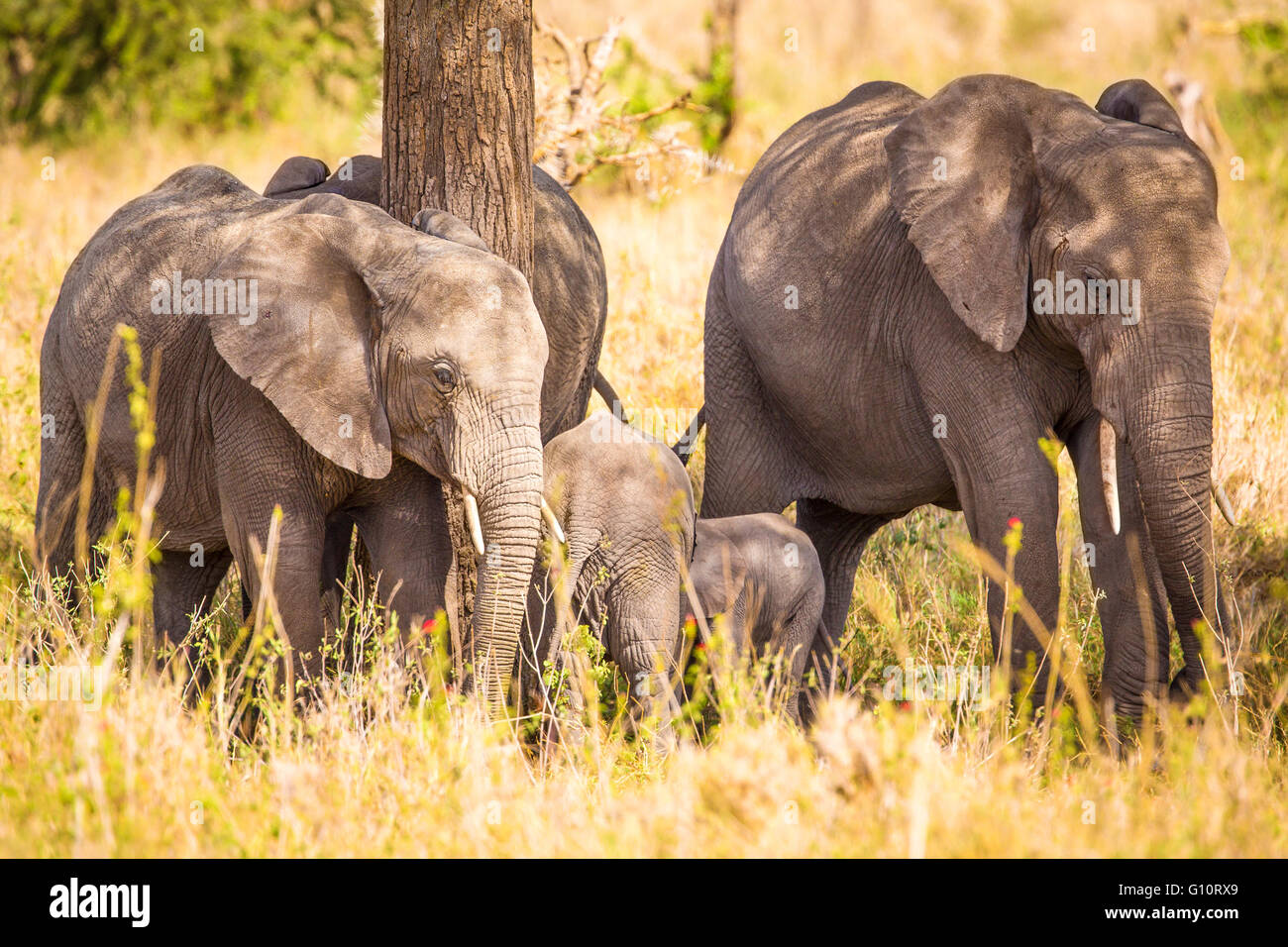African elephant eating tree hi-res stock photography and images - Alamy