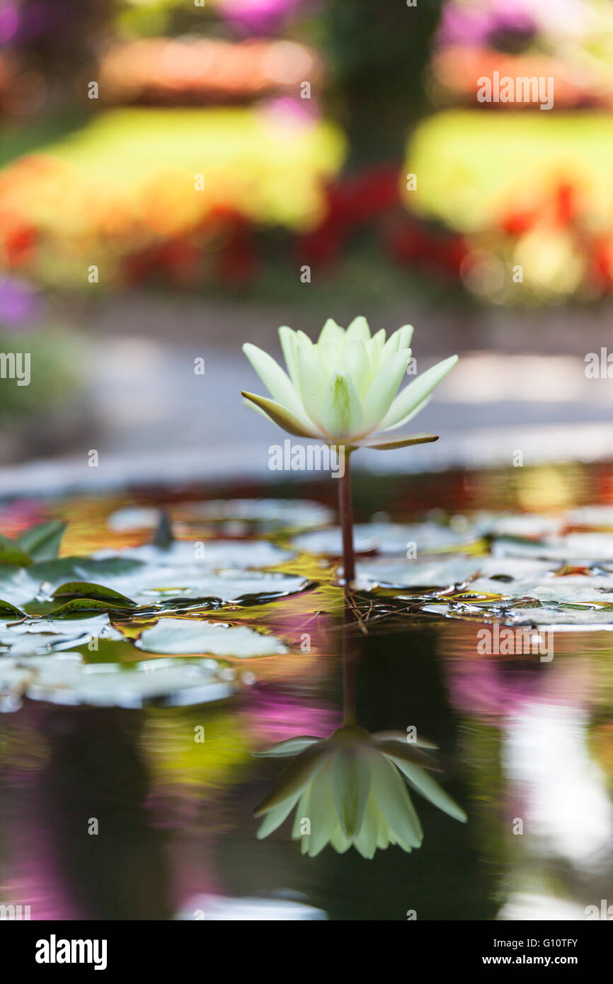 A lotus taken on Capri Island of Italy Stock Photo - Alamy