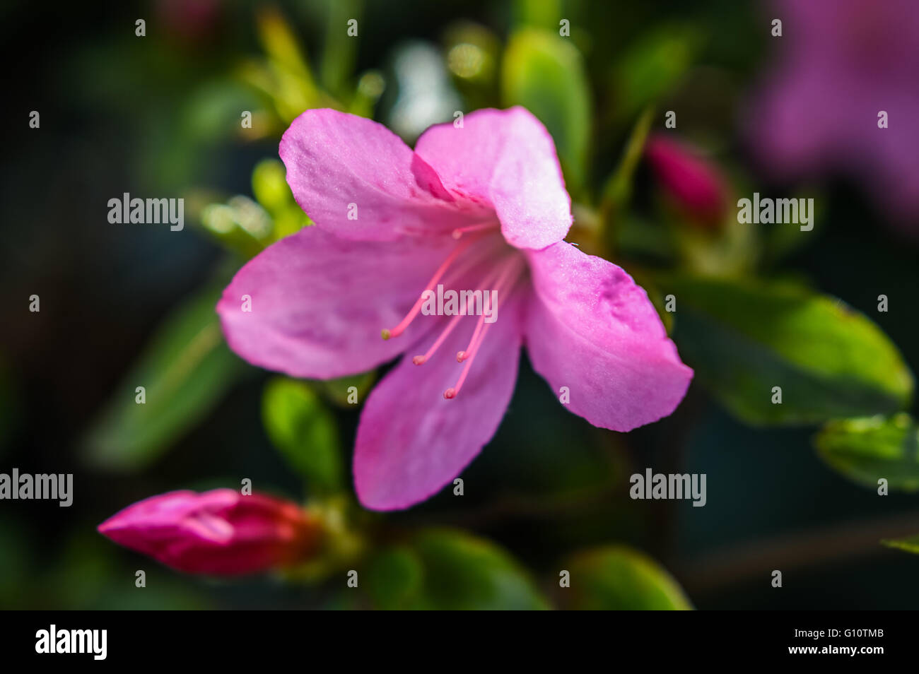bright pink azalea flower with bud Stock Photo - Alamy