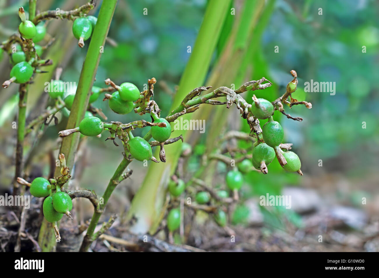 Green Cardamom Plant