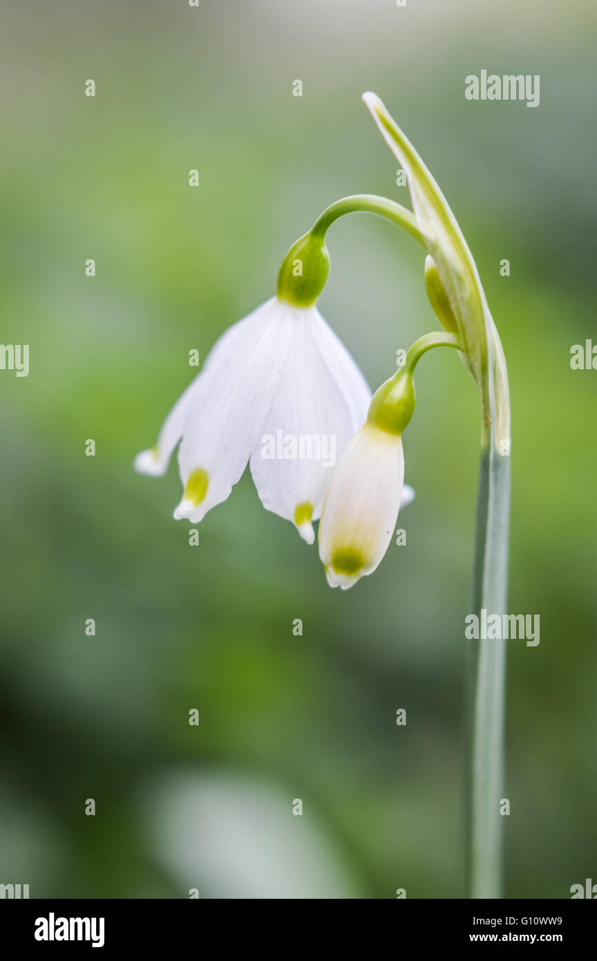 snowflake flower and bud Stock Photo - Alamy