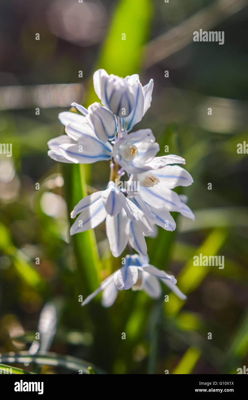 Blue Scilla flowers - Puschkinia close up Stock Photo - Alamy