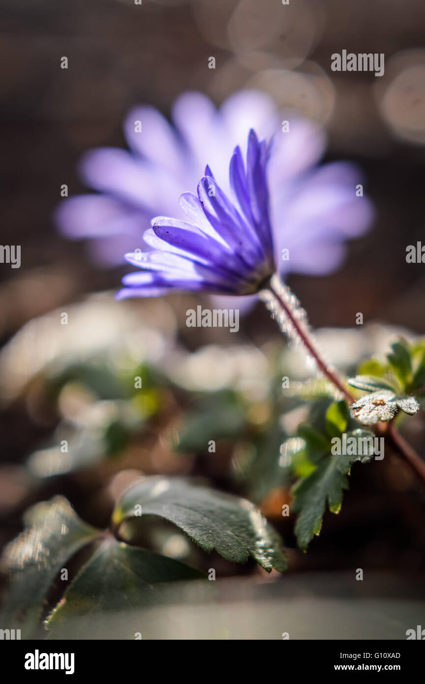 Profile of a purple flower hi-res stock photography and images - Alamy