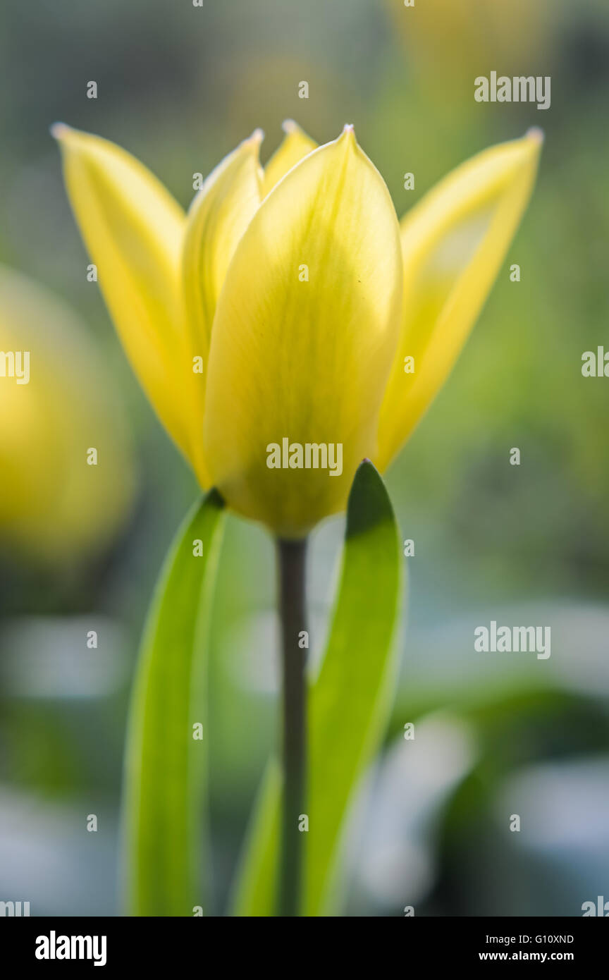 profile of elegant yellow tulip Stock Photo - Alamy