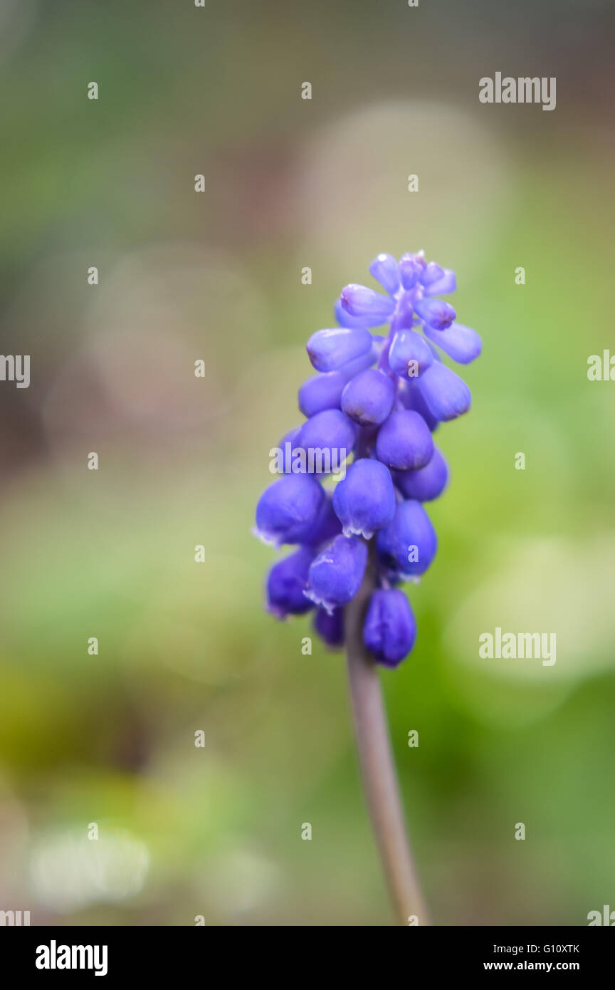 beautiful little Grape Hyacinth Stock Photo - Alamy