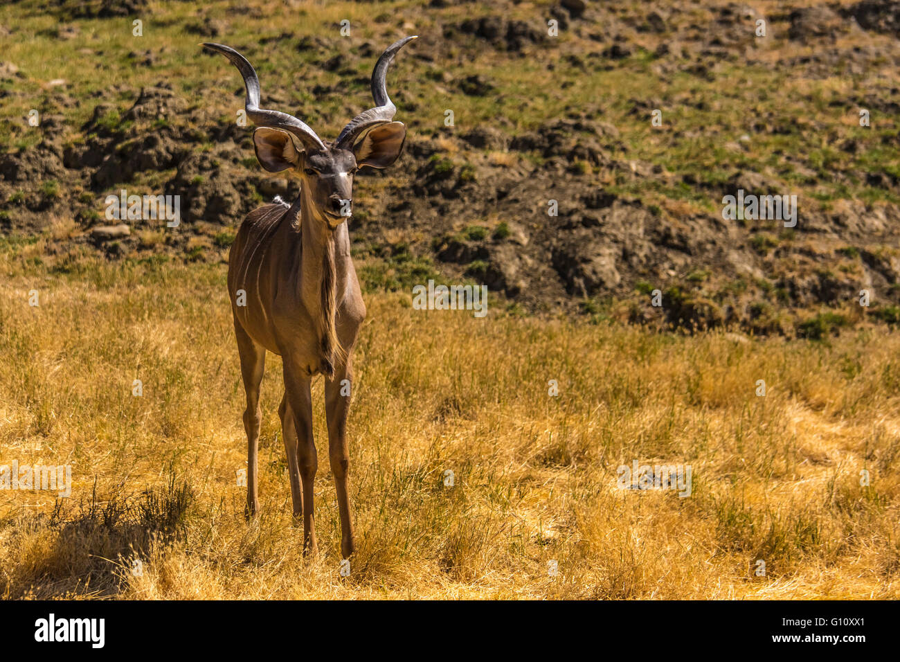 Hoof stock hi-res stock photography and images - Alamy