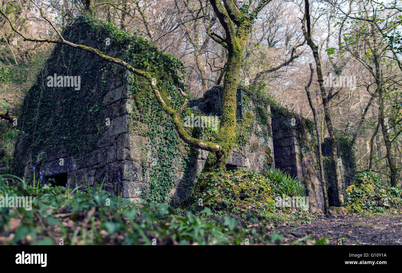 Kennall Vale, a nature reserve managed by Cornwall Wildlife Trust ...