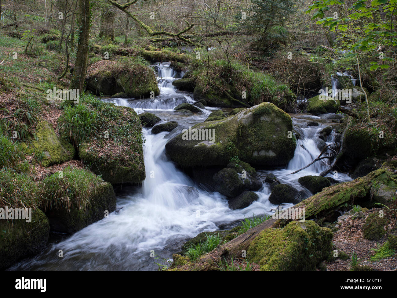 Kennall Vale, a nature reserve managed by Cornwall Wildlife Trust ...