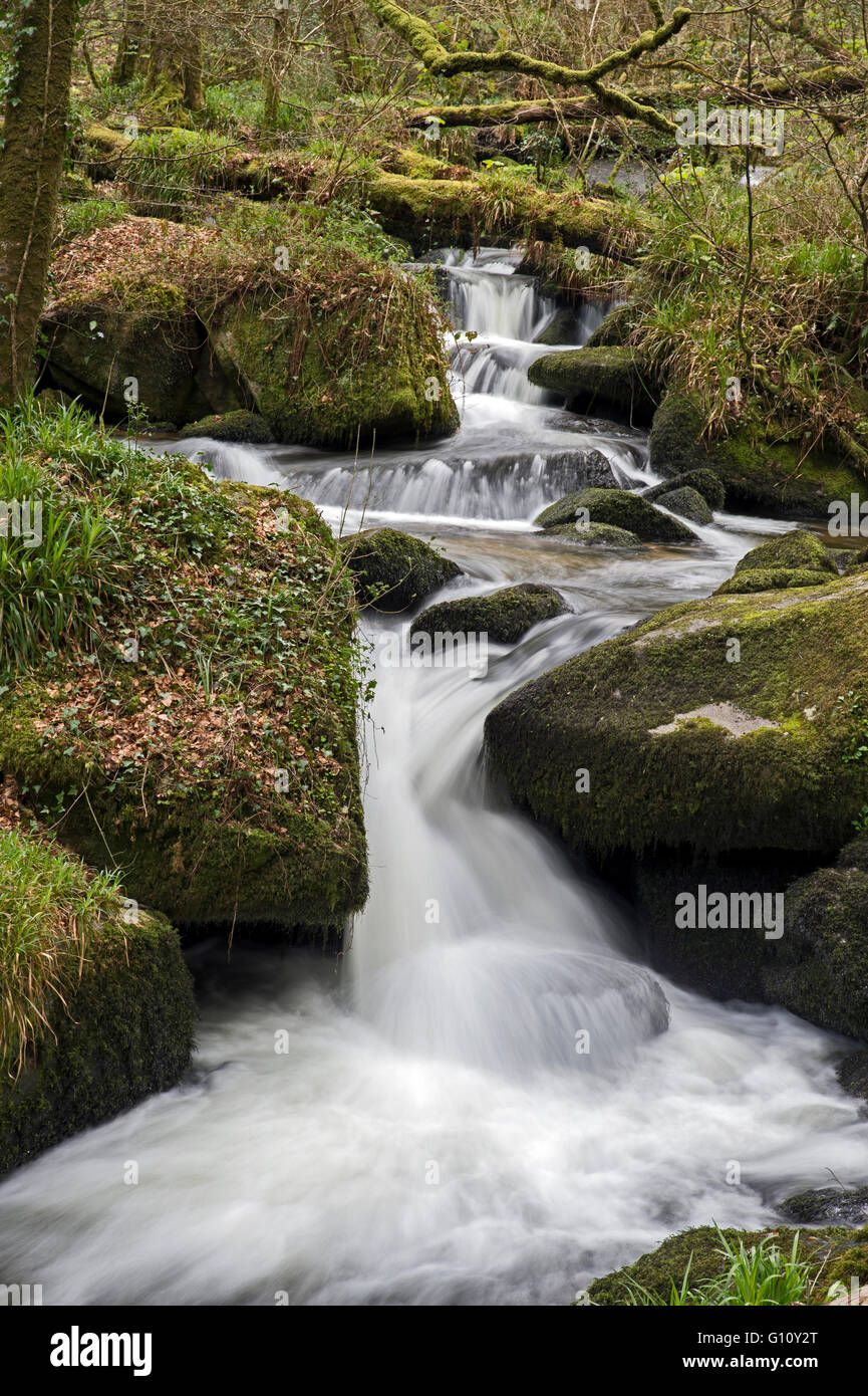 Kennall Vale, a nature reserve managed by Cornwall Wildlife Trust ...