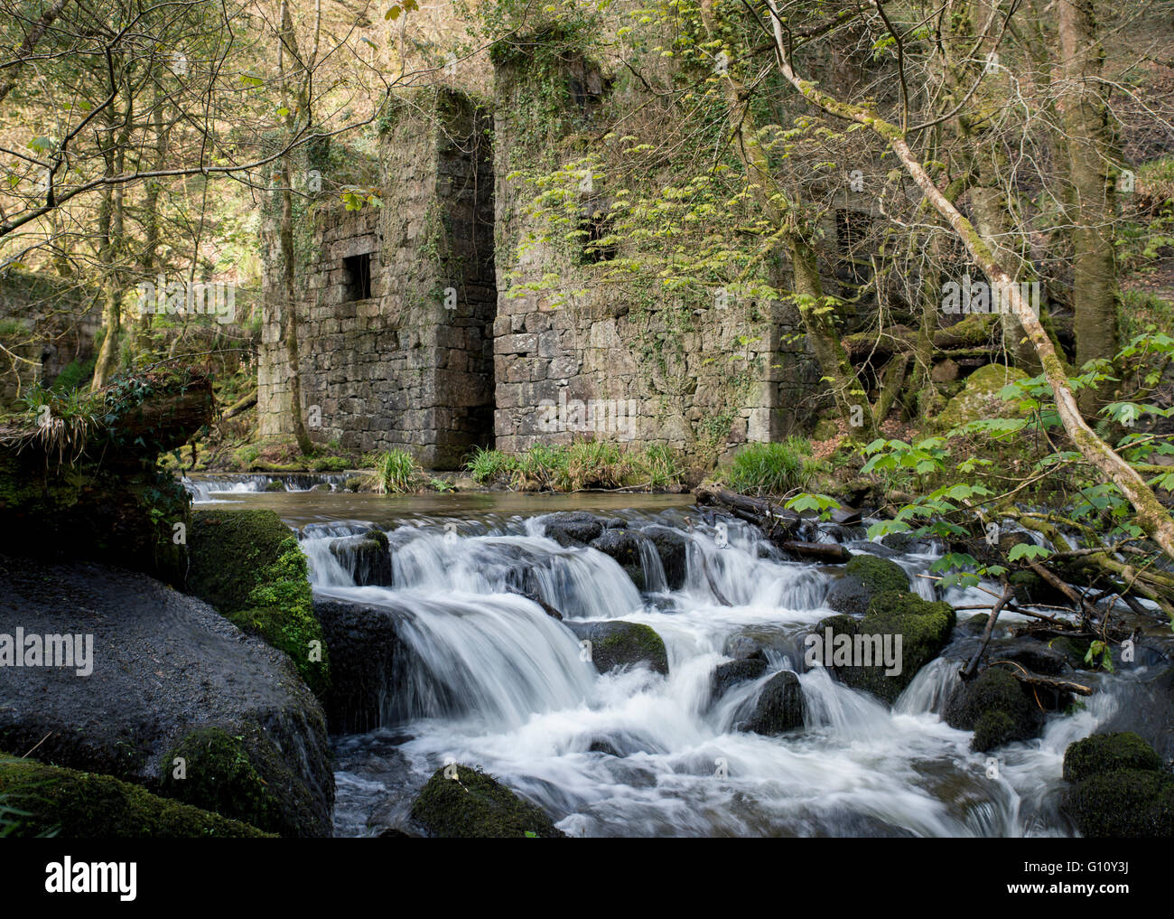 Kennall Vale, a nature reserve managed by Cornwall Wildlife Trust ...