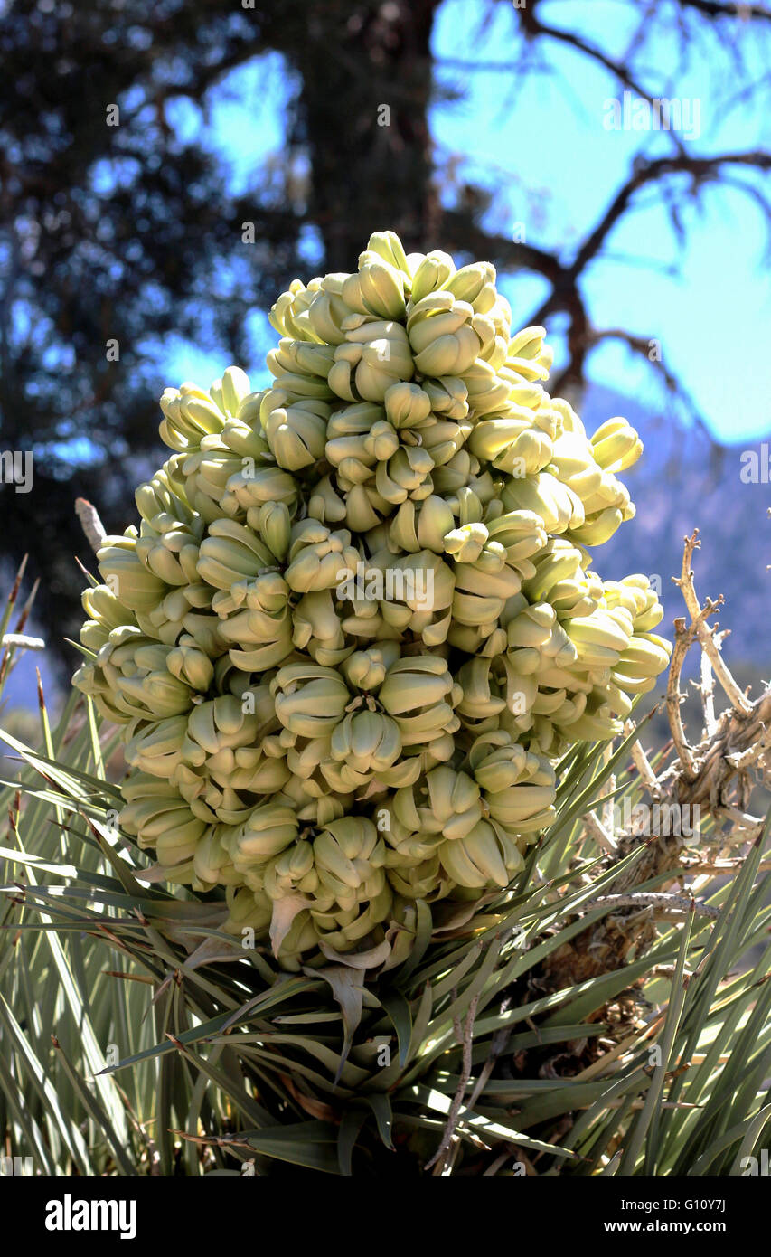 Joshua bloom hi-res stock photography and images - Alamy