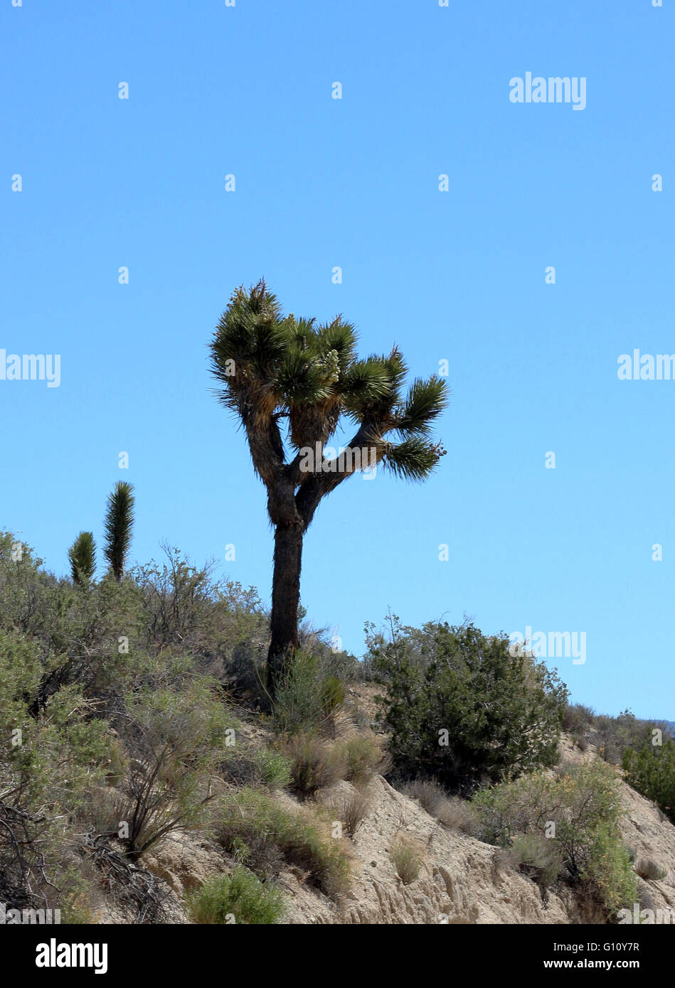 Joshua Tree, San Andreas Fault Stock Photo - Alamy