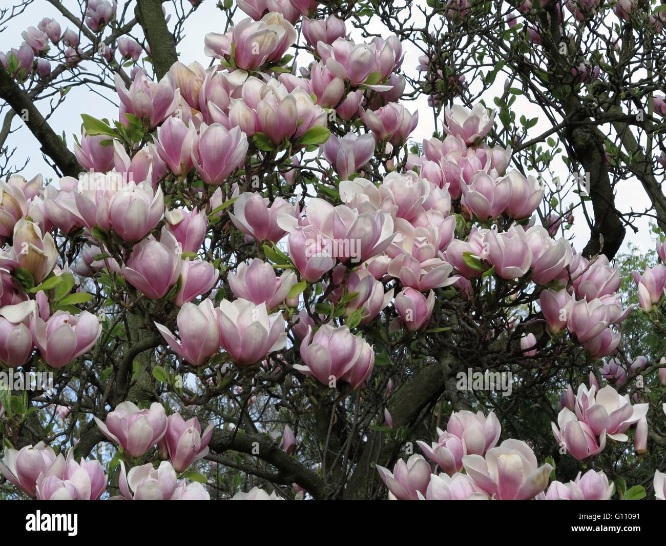 Cucumber magnolia hi-res stock photography and images - Alamy