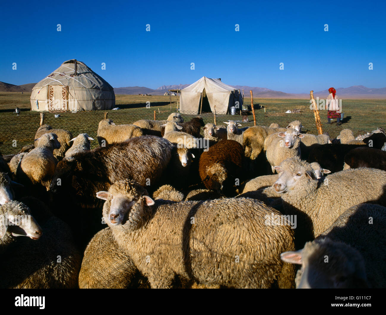 Sheep tent hi-res stock photography and images - Alamy