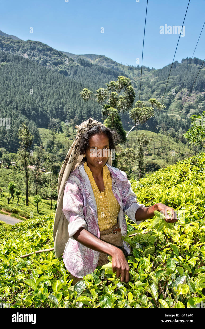 Picking tea in Sri Lanka Stock Photo - Alamy