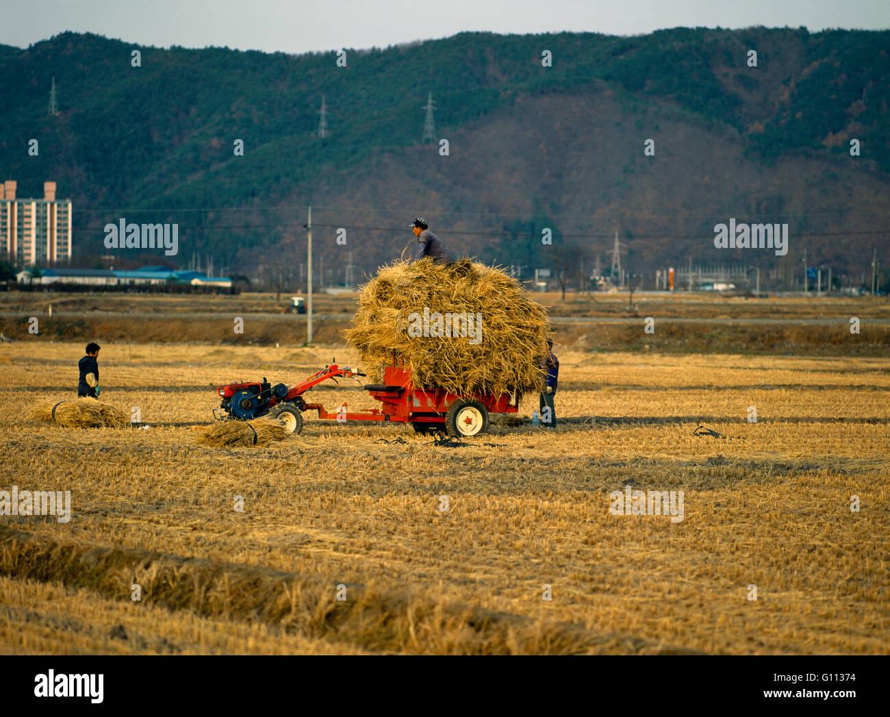Gyeongju South Korea Harvesting Using Mini Tractor Stock Photo - Alamy