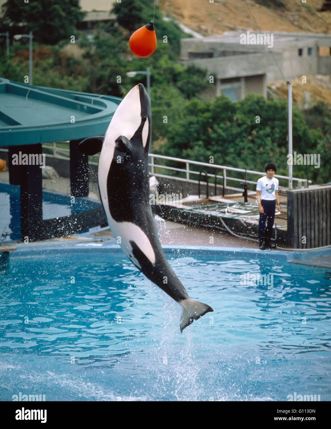 Ocean Park Hong Kong Killer Whale Jumping in Performing Pool Stock ...