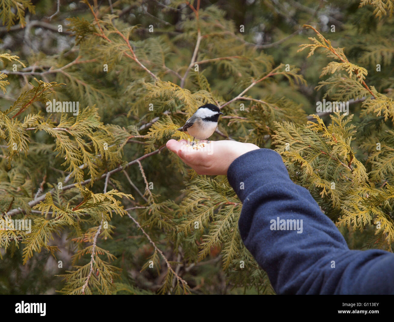 Friendly chickadee eating from hand Stock Photo - Alamy