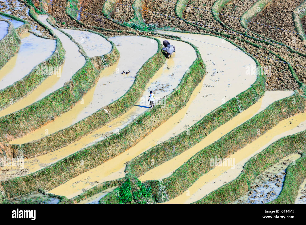 Rice fields in north Vietnam Stock Photo - Alamy
