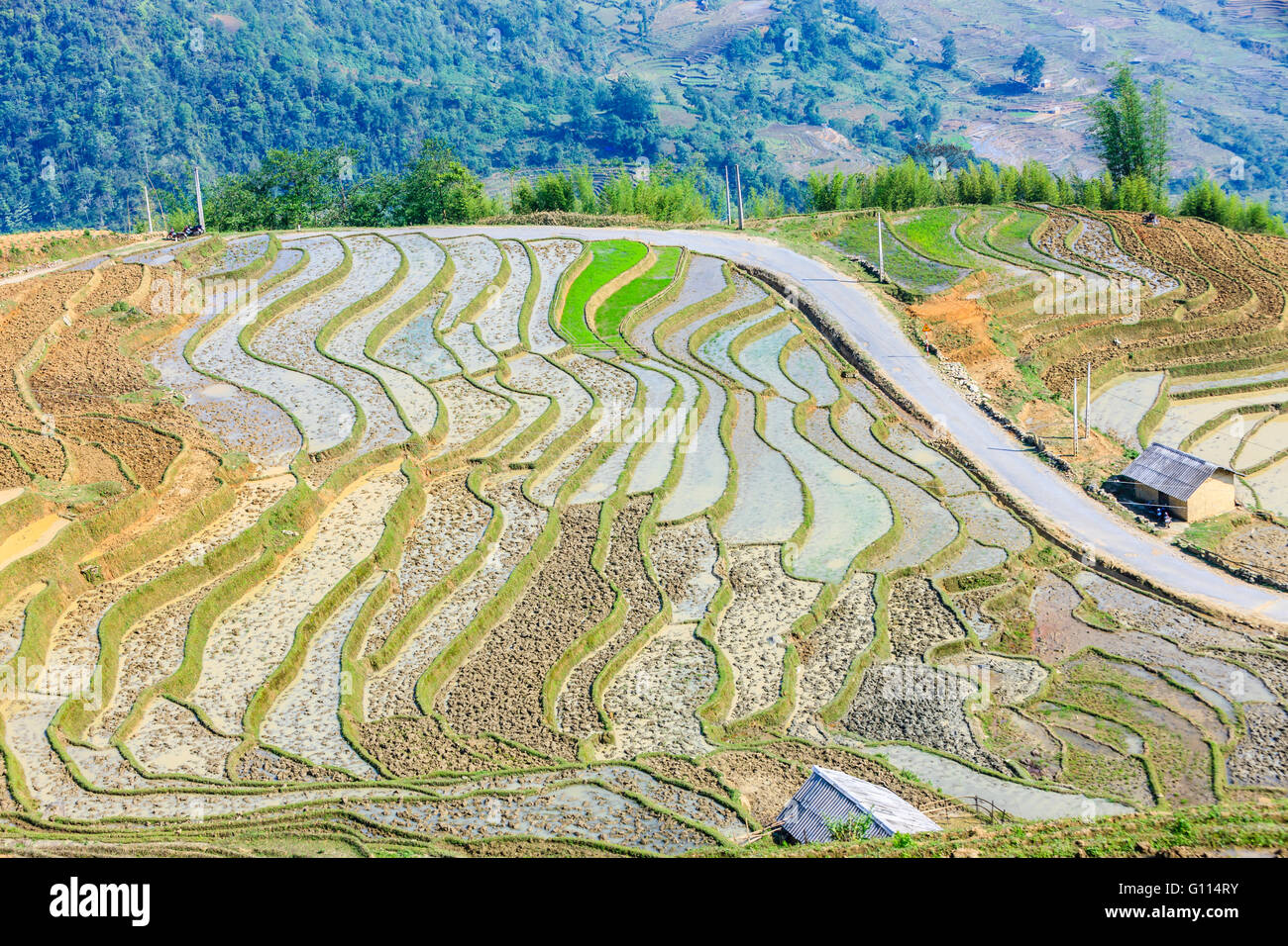 Rice fields in north Vietnam Stock Photo - Alamy