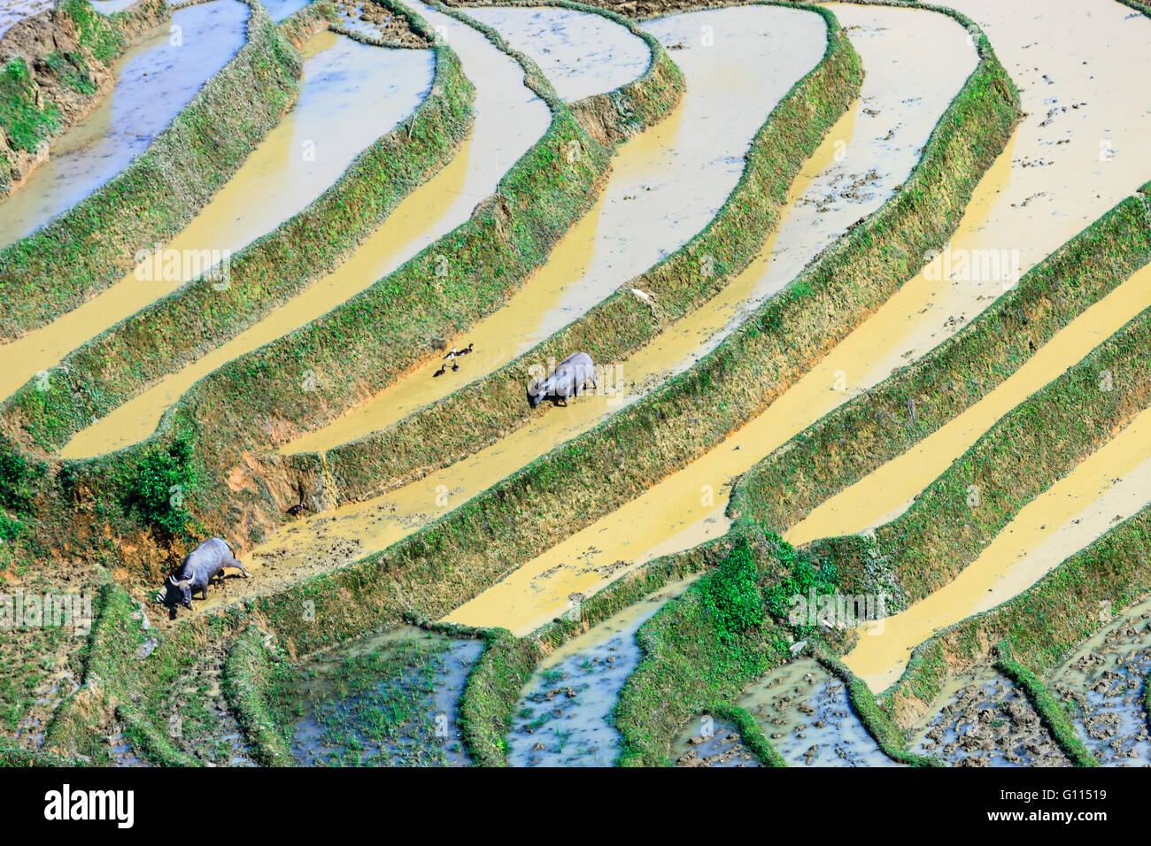 Rice fields in north Vietnam Stock Photo - Alamy