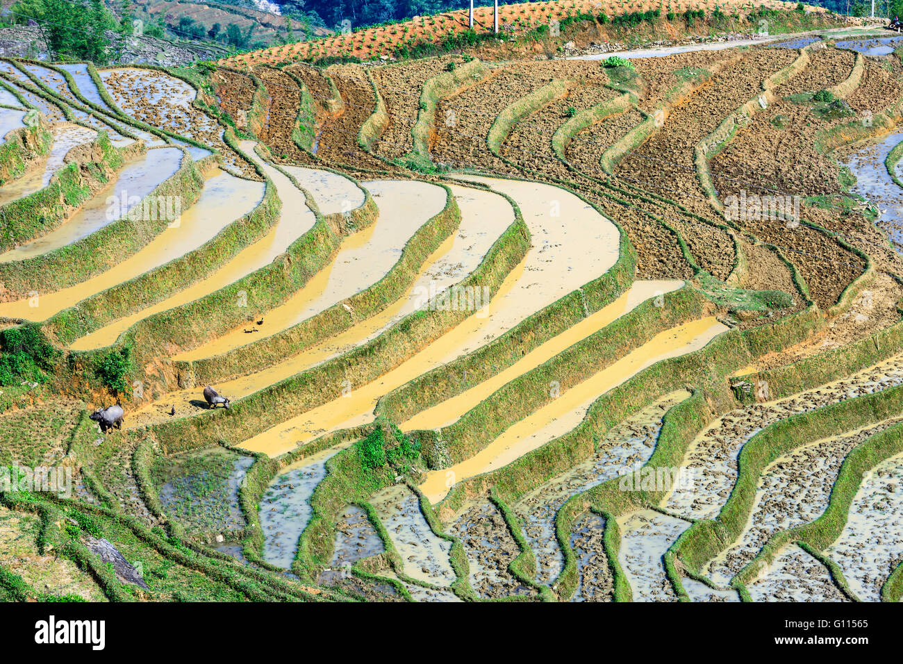 Rice fields in north Vietnam Stock Photo - Alamy