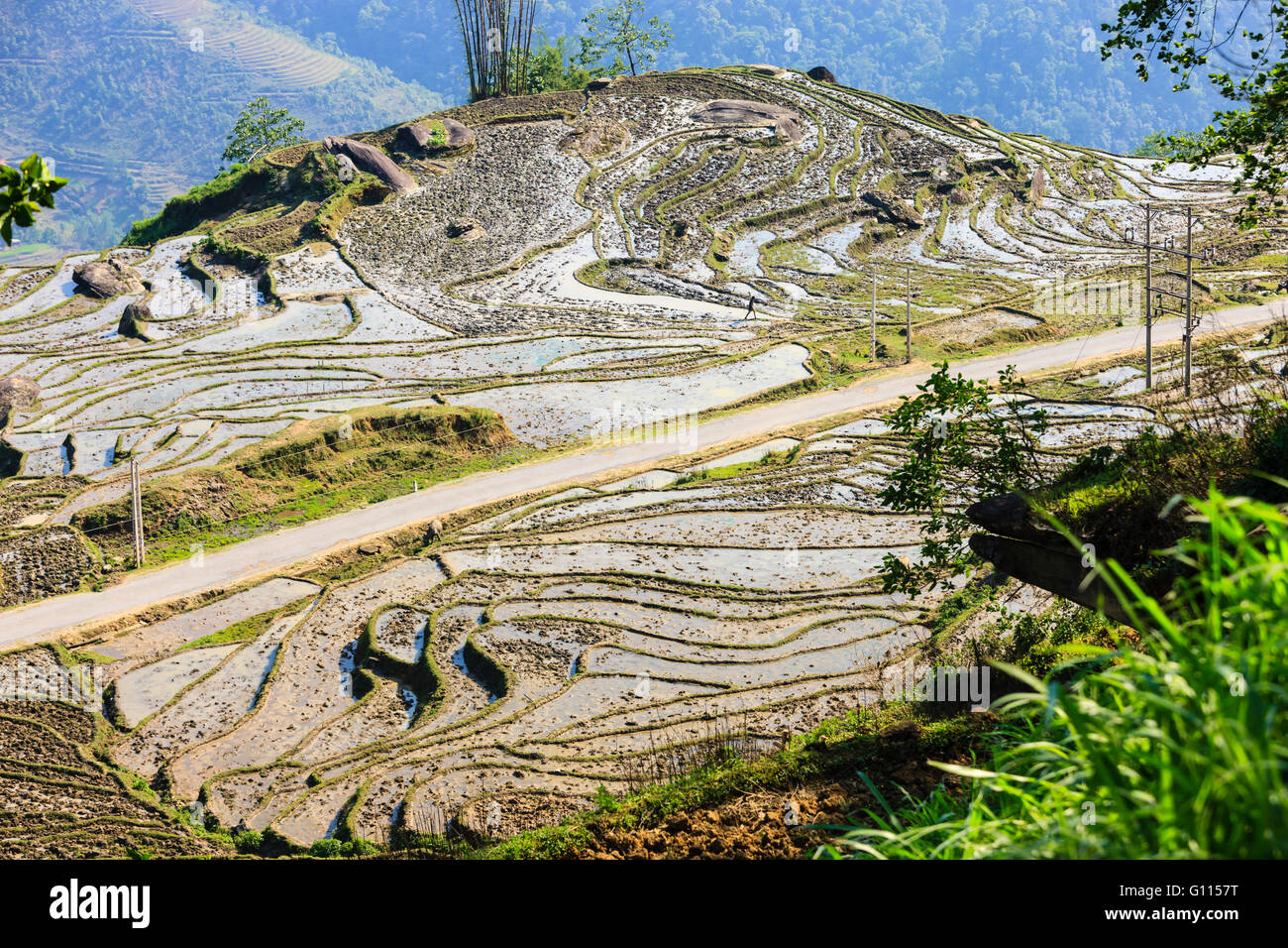 Rice fields in north Vietnam Stock Photo - Alamy