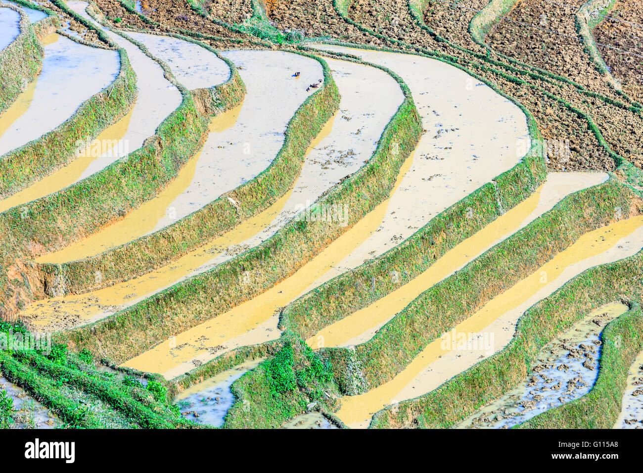 Rice fields in north Vietnam Stock Photo - Alamy