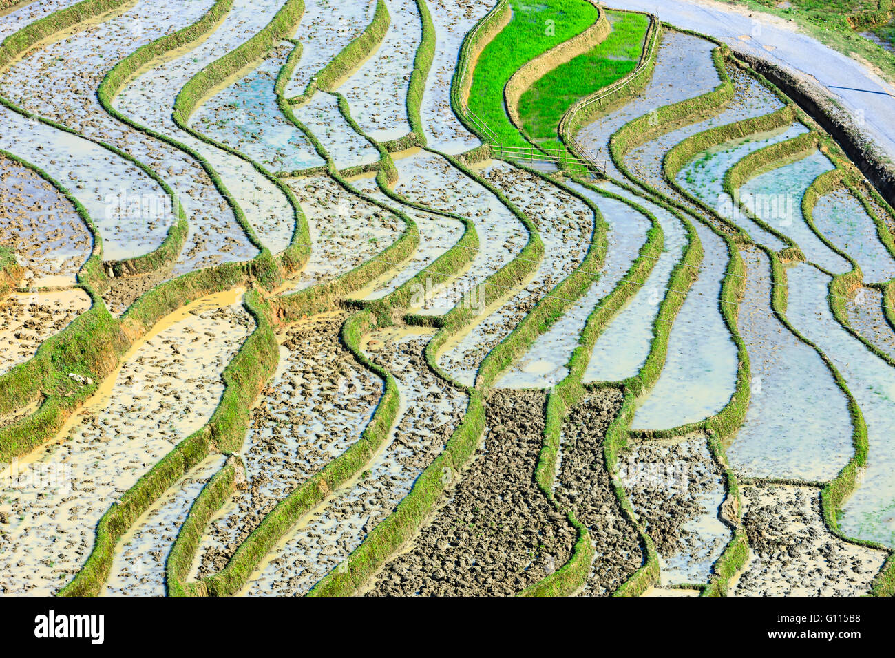 Rice fields in north Vietnam Stock Photo - Alamy