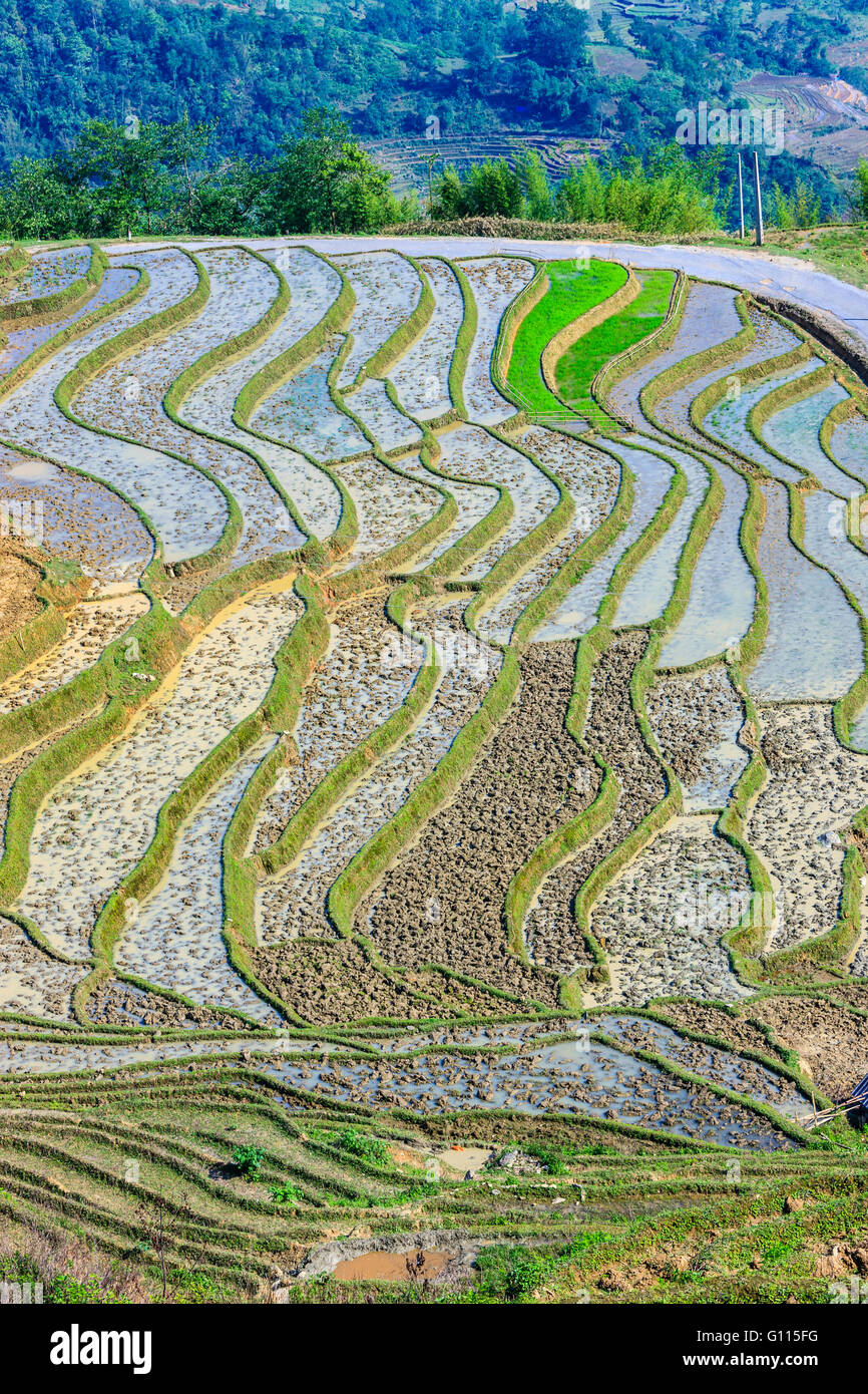 Rice fields in north Vietnam Stock Photo - Alamy