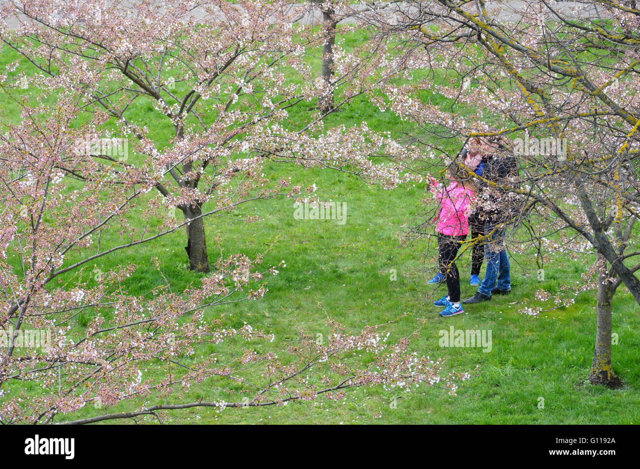 Springtime cherry hi-res stock photography and images - Alamy