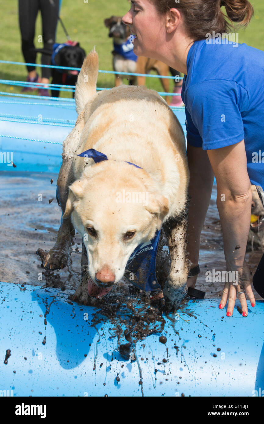 London, UK. 7 May 2016. Dogs and their owners take a dip in a muddy ...