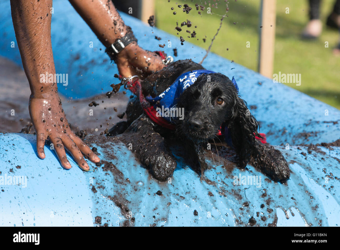 Animal takes a dip in water hi-res stock photography and images - Alamy