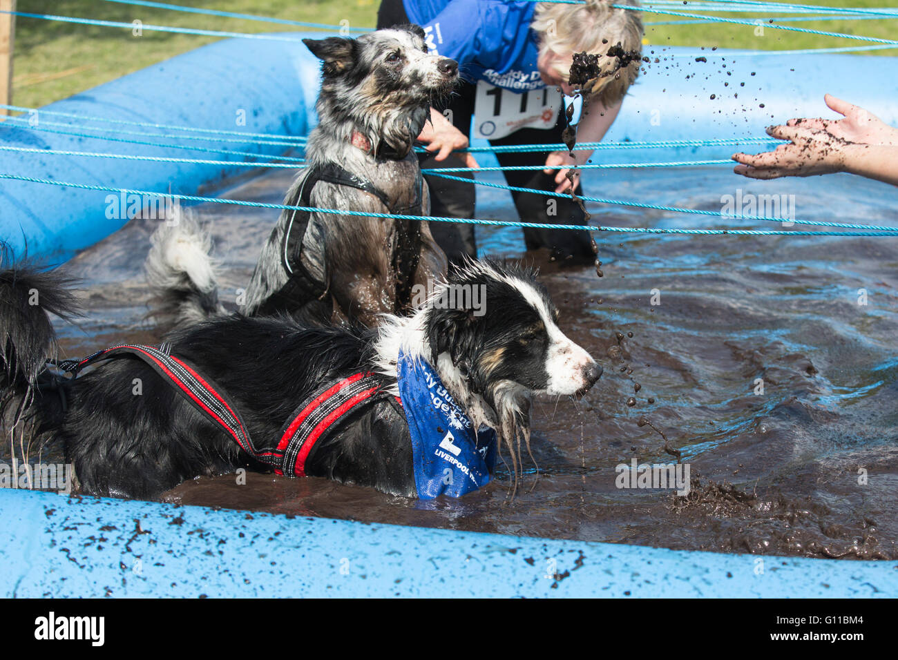 London, UK. 7 May 2016. Dogs and their owners take a dip in a muddy ...