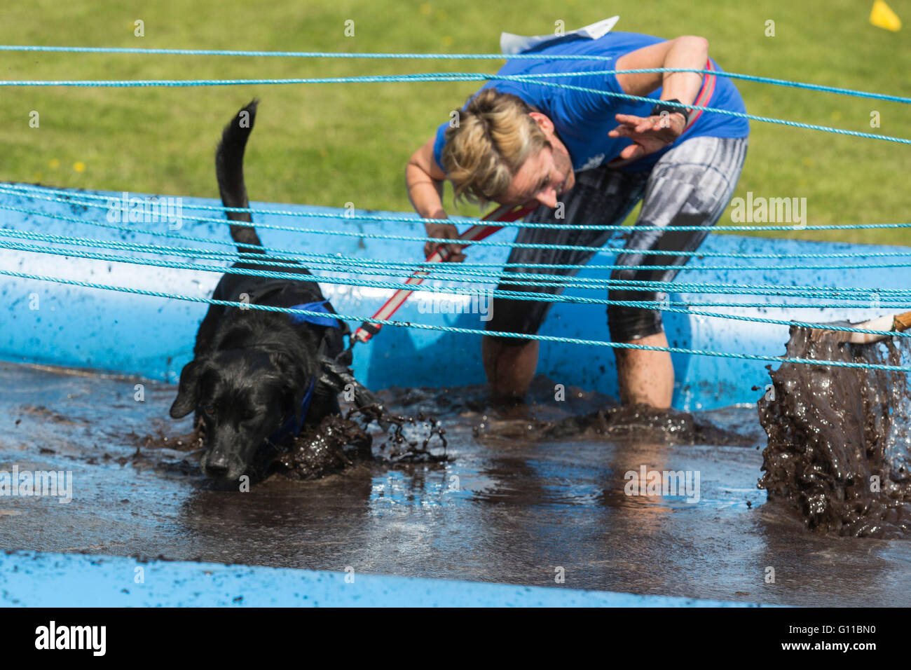 London, UK. 7 May 2016. Dogs and their owners take a dip in a muddy ...