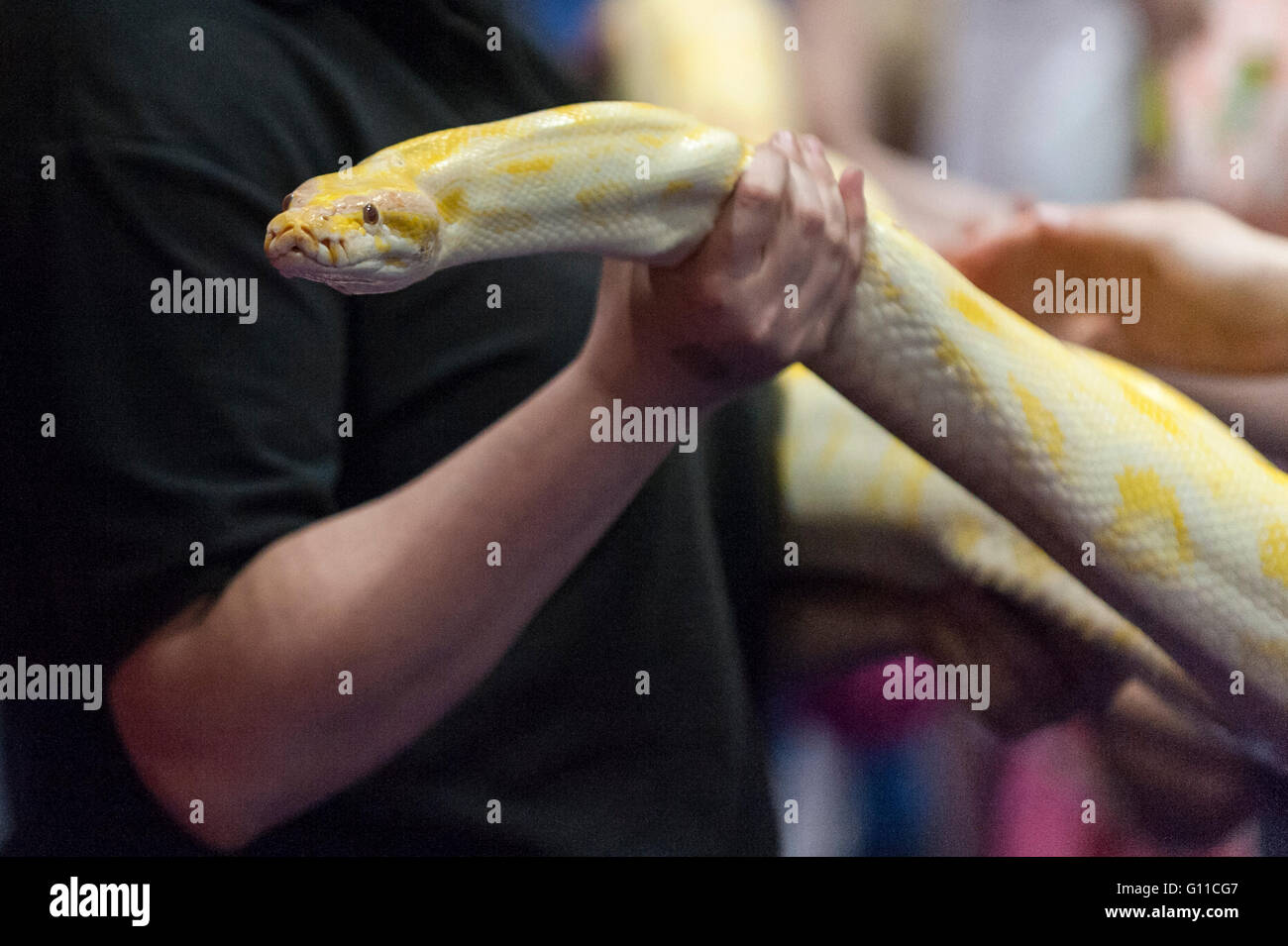 London, UK. 7 May 2016. A huge Burmese python meets visitors. Huge ...