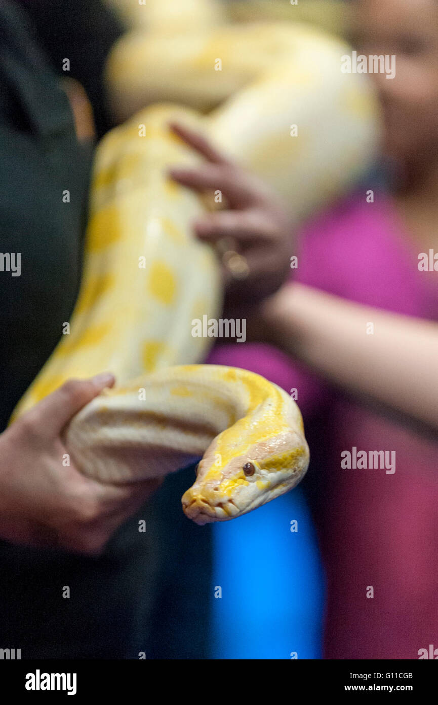 London, UK. 7 May 2016. A huge Burmese python meets visitors. Huge ...