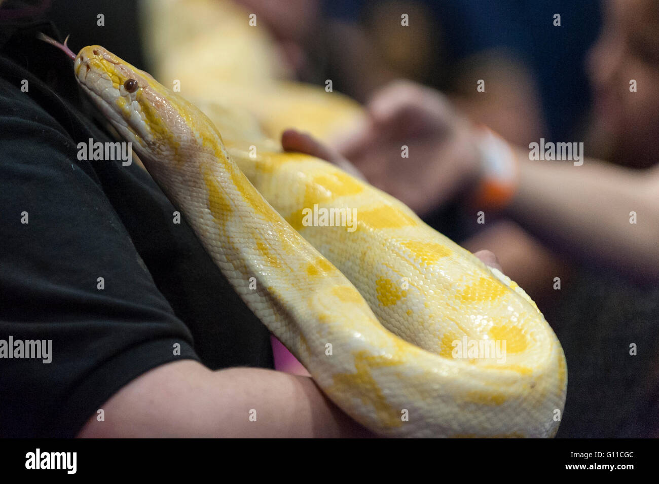 London, UK. 7 May 2016. A huge Burmese python meets visitors. Huge ...
